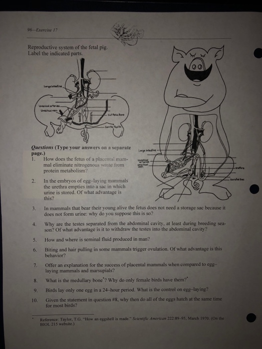 Solved 96-Exercise 17 Reproductive system of the fetal pig. | Chegg.com