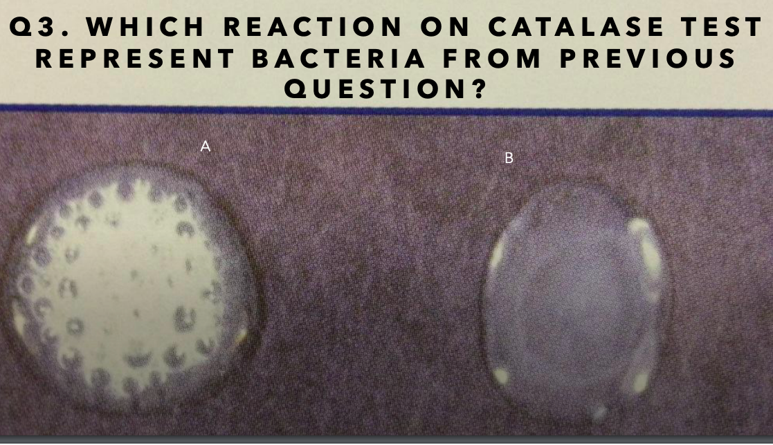 Solved Q3. WHICH REACTION ON CATALASE TEST REPRESENT | Chegg.com