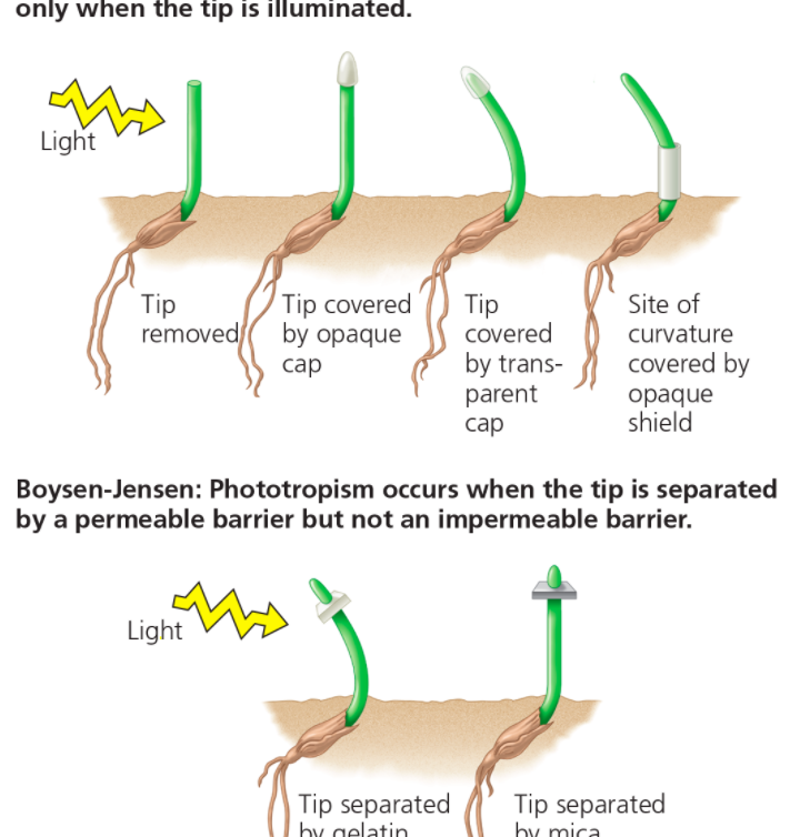 Solved What part of a grass coleoptile senses light, and how | Chegg.com