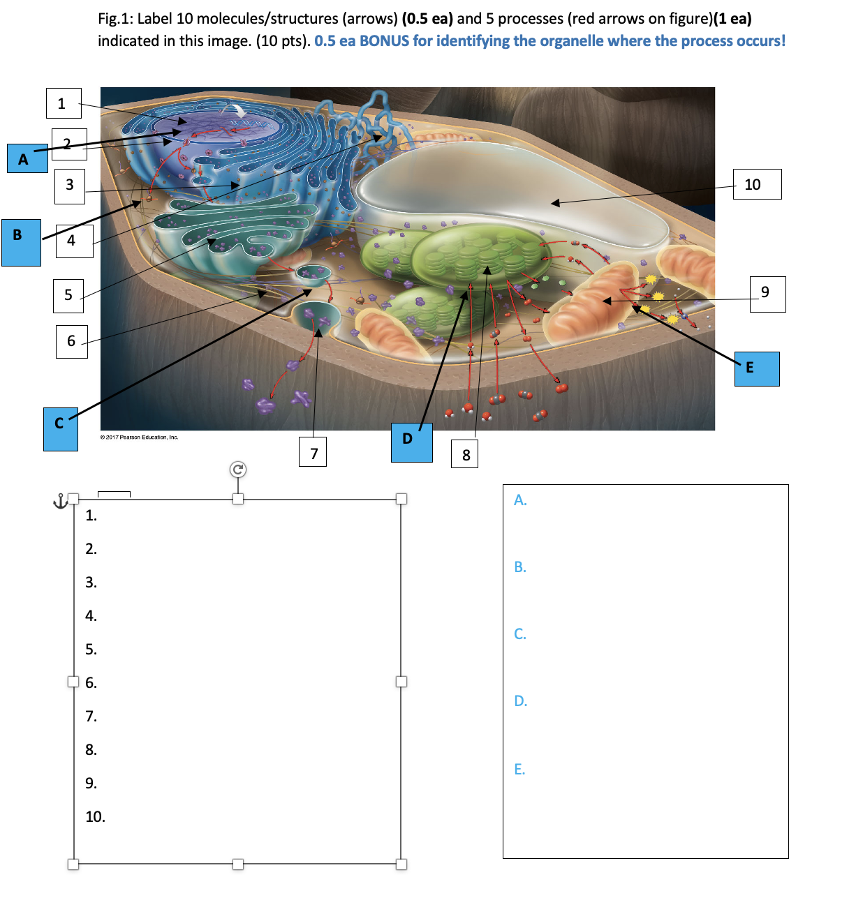 Solved Fig.1: Label 10 molecules/structures (arrows) ( 0.5 | Chegg.com