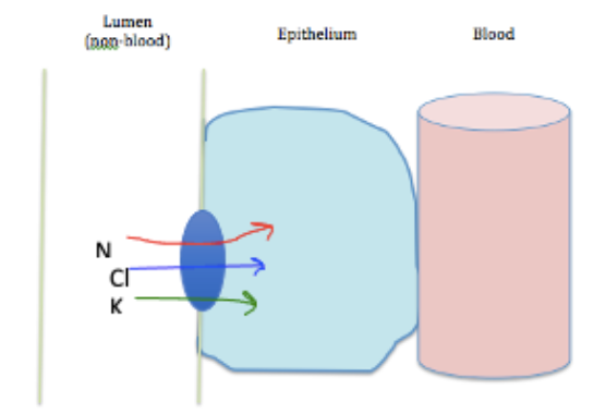 Solved On the following drawing add the normal relative | Chegg.com