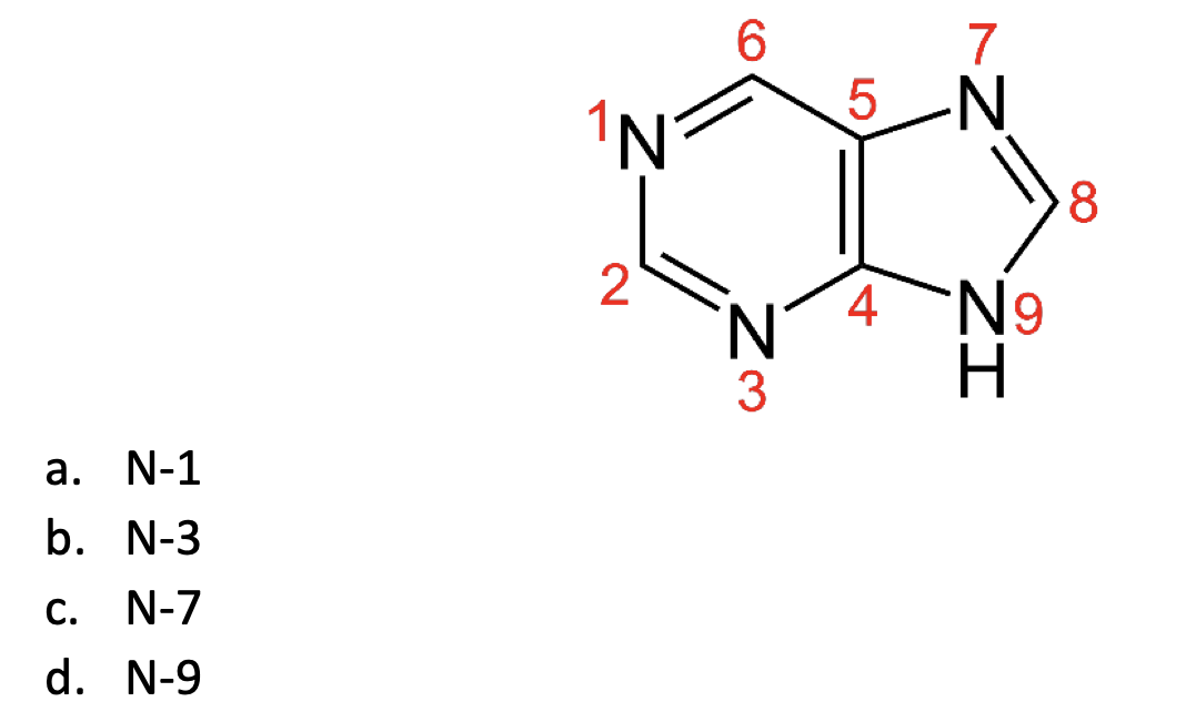 Solved Which atoms of the purine ring derive from the amide | Chegg.com
