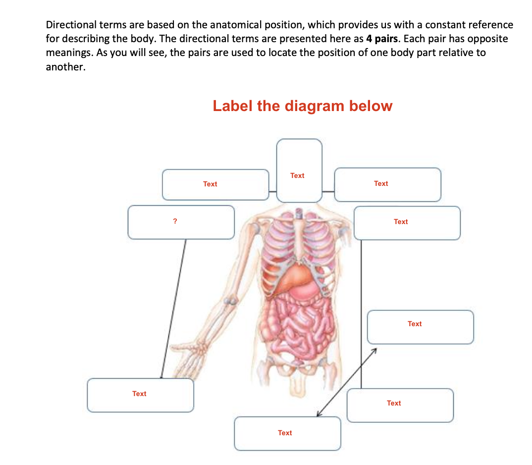 Solved Directional terms are based on the anatomical | Chegg.com