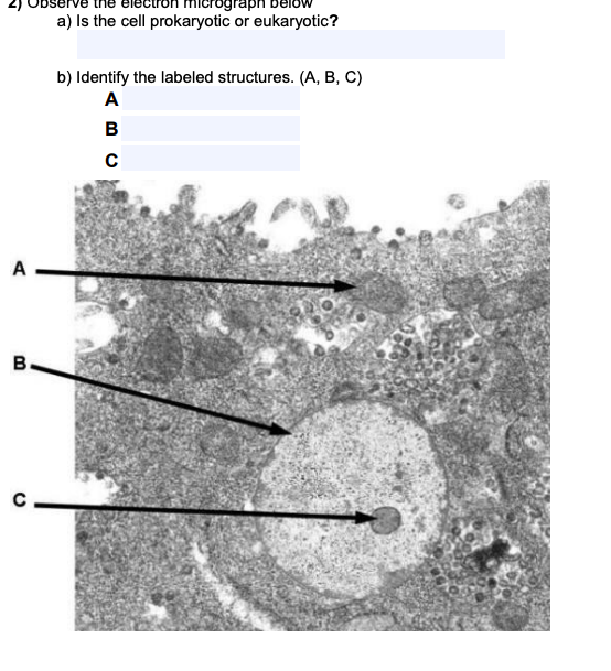Solved a) Is the cell prokaryotic or eukaryotic? b) Identify | Chegg.com