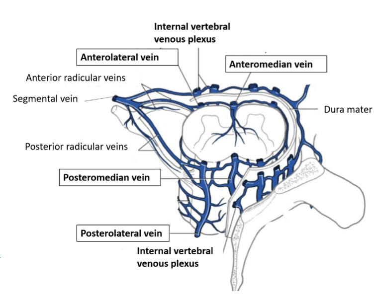 Internal Vertebral Venous Plexus