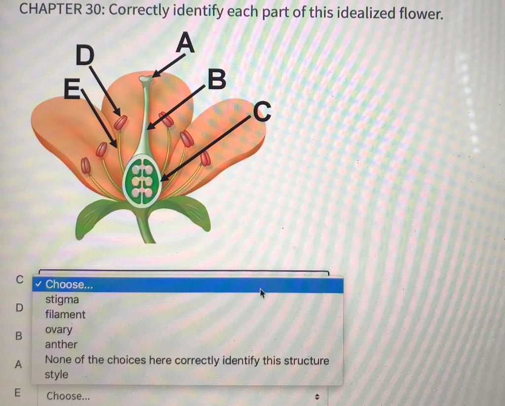 Solved CHAPTER 30: Correctly identify each part of this | Chegg.com