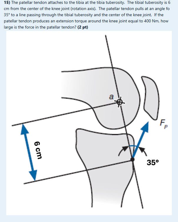 Solved 15) ﻿The patellar tendon attaches to the tibia at the | Chegg.com
