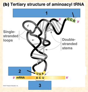 Solved (b) Tertiary structure of aminoacyl tRNA Single- | Chegg.com