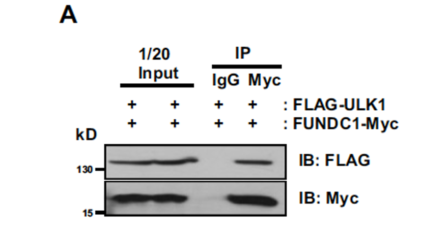 A 1/20 Input IP IgG Myc : FLAG-ULK1 + : FUNDC1-Myc + | Chegg.com