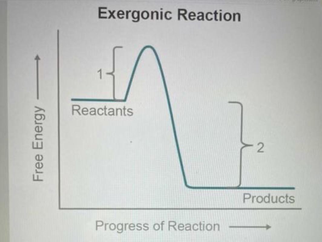Solved Prompt Study the graph carefully Notice that | Chegg.com