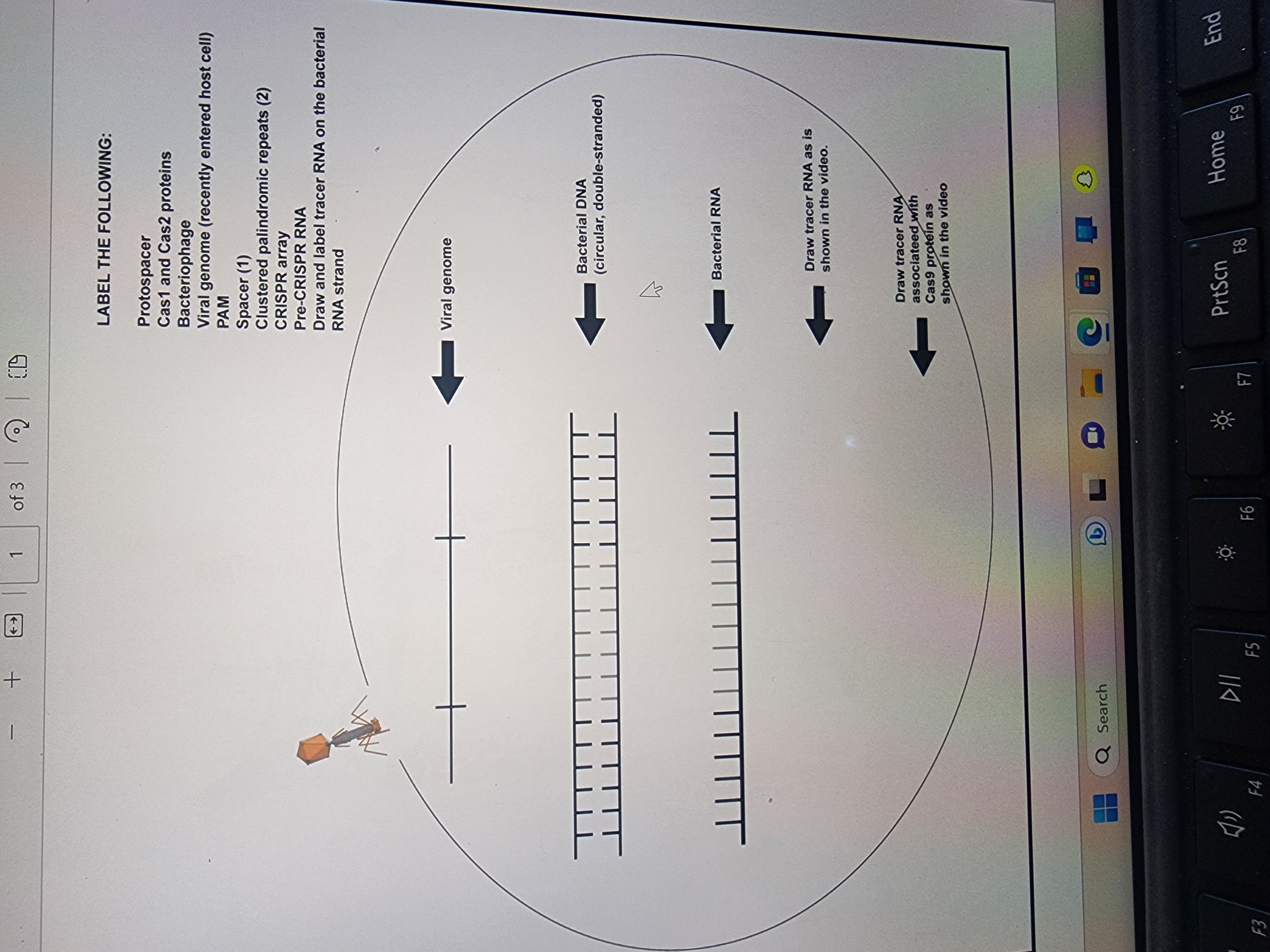 LABEL THE FOLLOWING: Protospacer Cas1 and Cas2 | Chegg.com