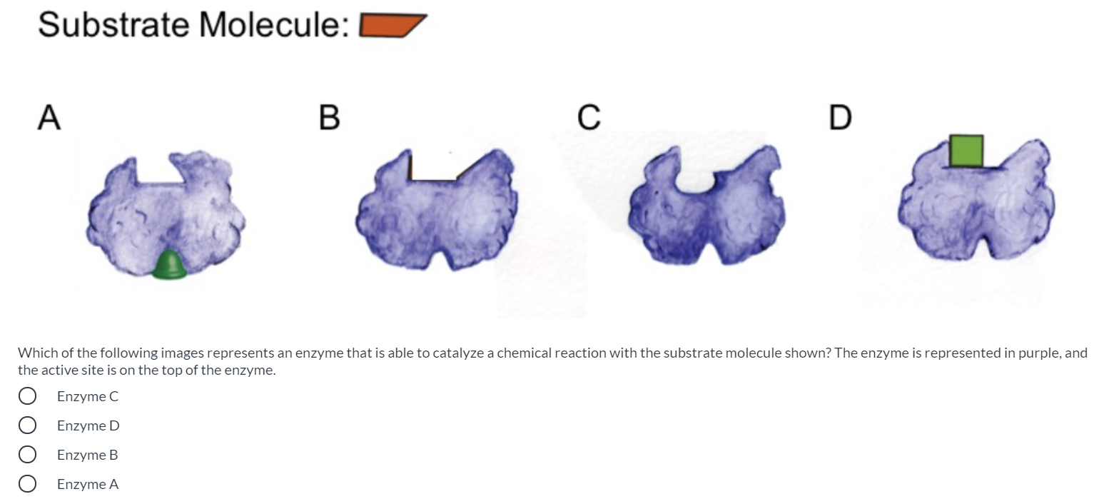 Solved Substrate Molecule: A B С D Which of the following | Chegg.com