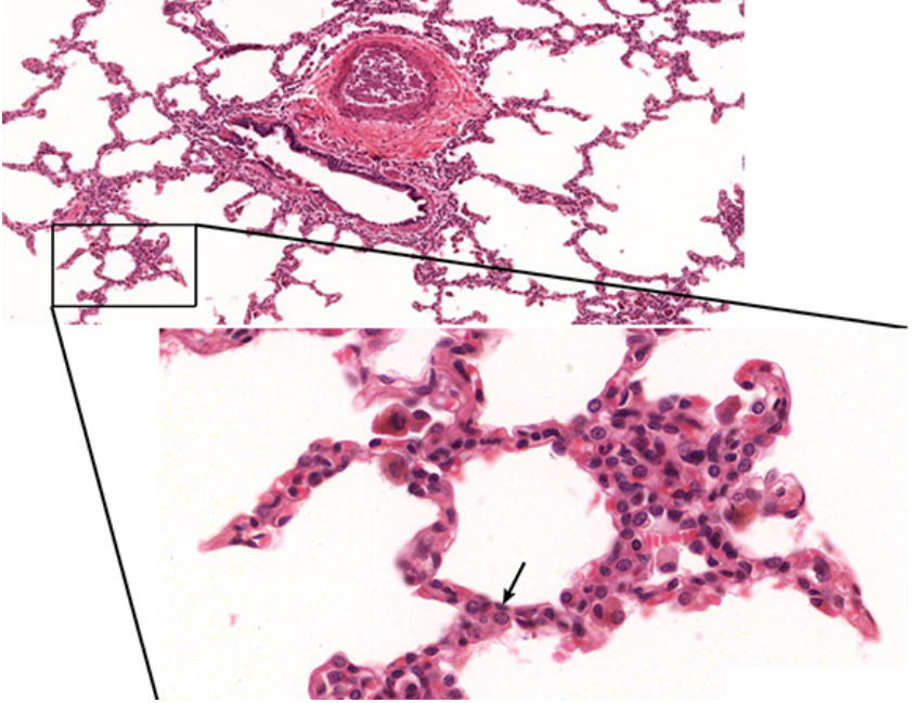Solved 1. Identify the structure indicated by the arrow | Chegg.com