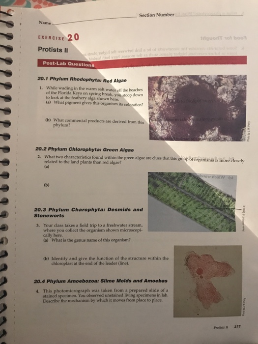 Solved Section Number Name EXERCISE 2 Protists II Post-Lab | Chegg.com