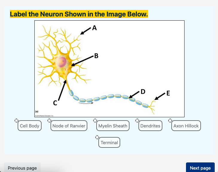 Solved Label the Neuron Image Below. | Chegg.com