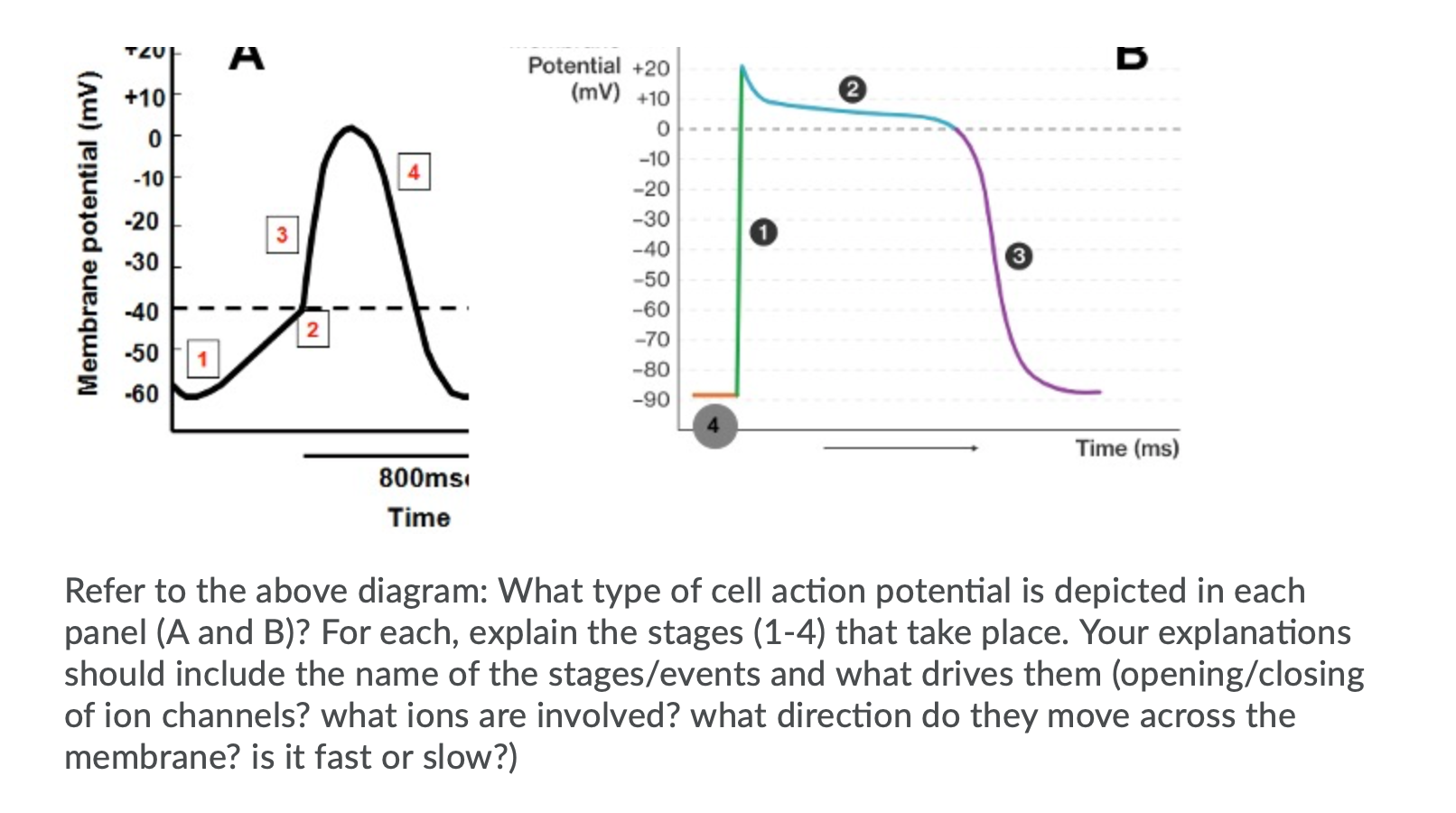 Solved Potential +20 (mV) +10 Membrane potential (mv) Time | Chegg.com