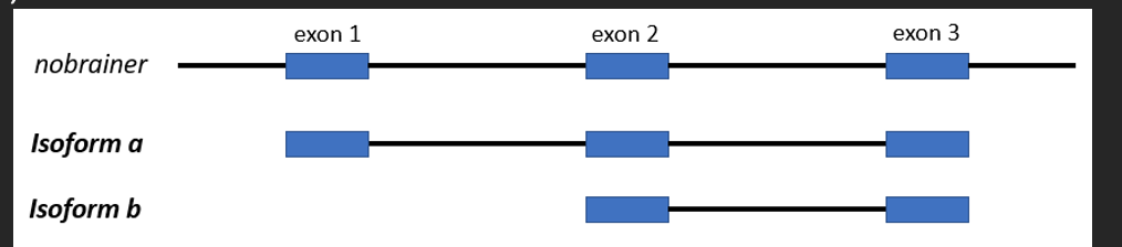 Solved The gene LOL makes two isoforms, a and b (see the | Chegg.com