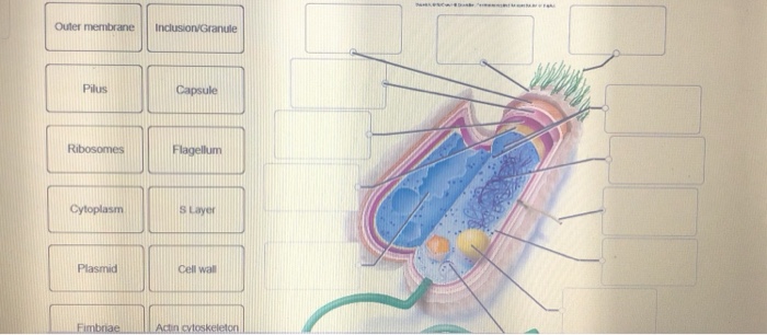 Solved Outer membrane Inclusion/Granule Pilus Capsule | Chegg.com