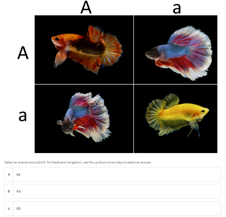 Solved Using the Betta Fish Punnett Square what genotype is | Chegg.com