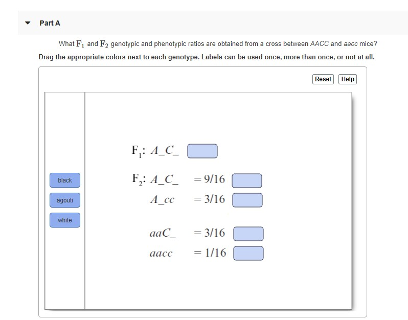 Solved Part A What F, and F2 genotypic and phenotypic ratios | Chegg.com
