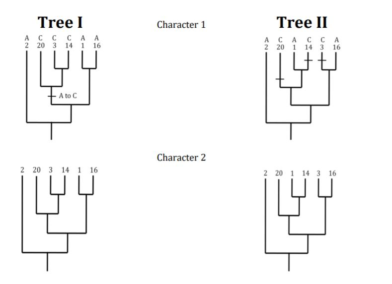 Solved Modern systematists compare DNA sequences to | Chegg.com