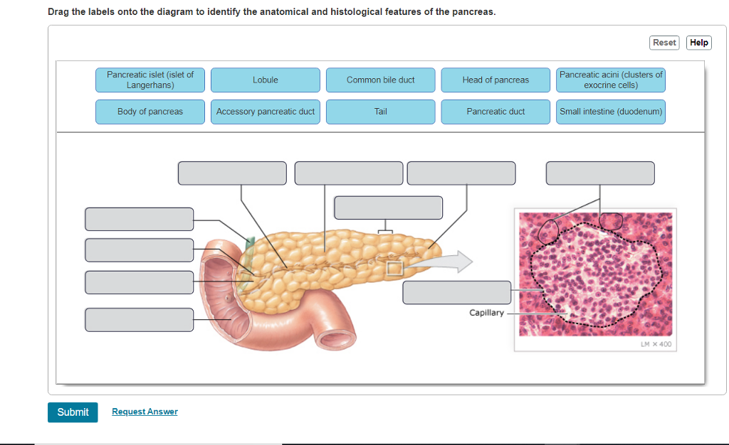 Solved Label the anatomical and histological features of | Chegg.com
