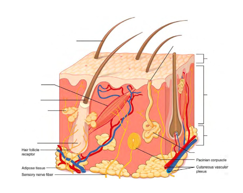 Solved Hair follicle receptor Adipose tissue Sensory nerve | Chegg.com
