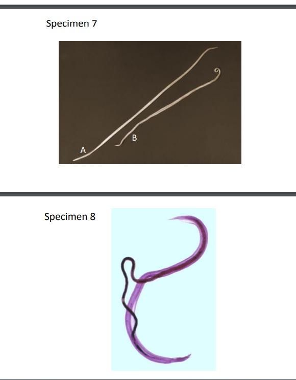 Solved Specimen 1 Specimen 2 \}2Specimen 3 SpecSpecimen 5 | Chegg.com