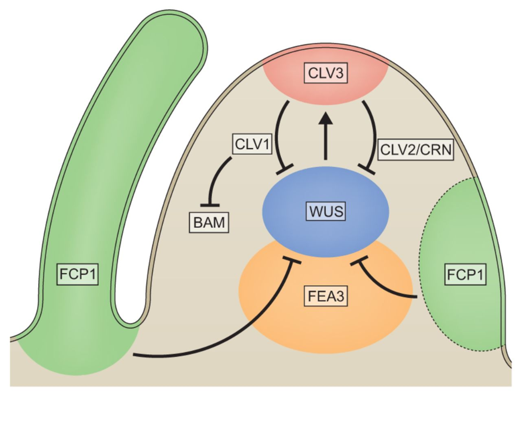 Solved Why do researchers expect to identify mutant alleles | Chegg.com