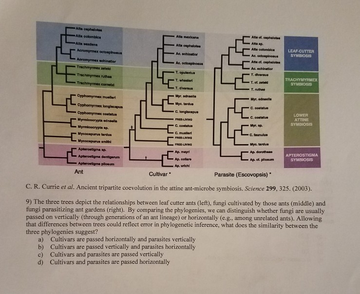 Solved Atta colombica Atta saxdens Atta mexicana Alta | Chegg.com