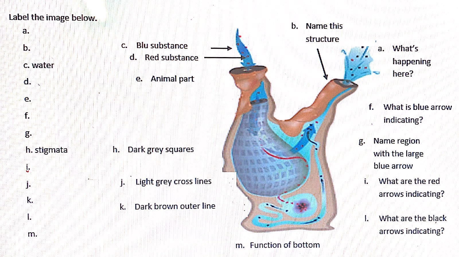 Solved m. Label the image below. b. Name this a. structure | Chegg.com