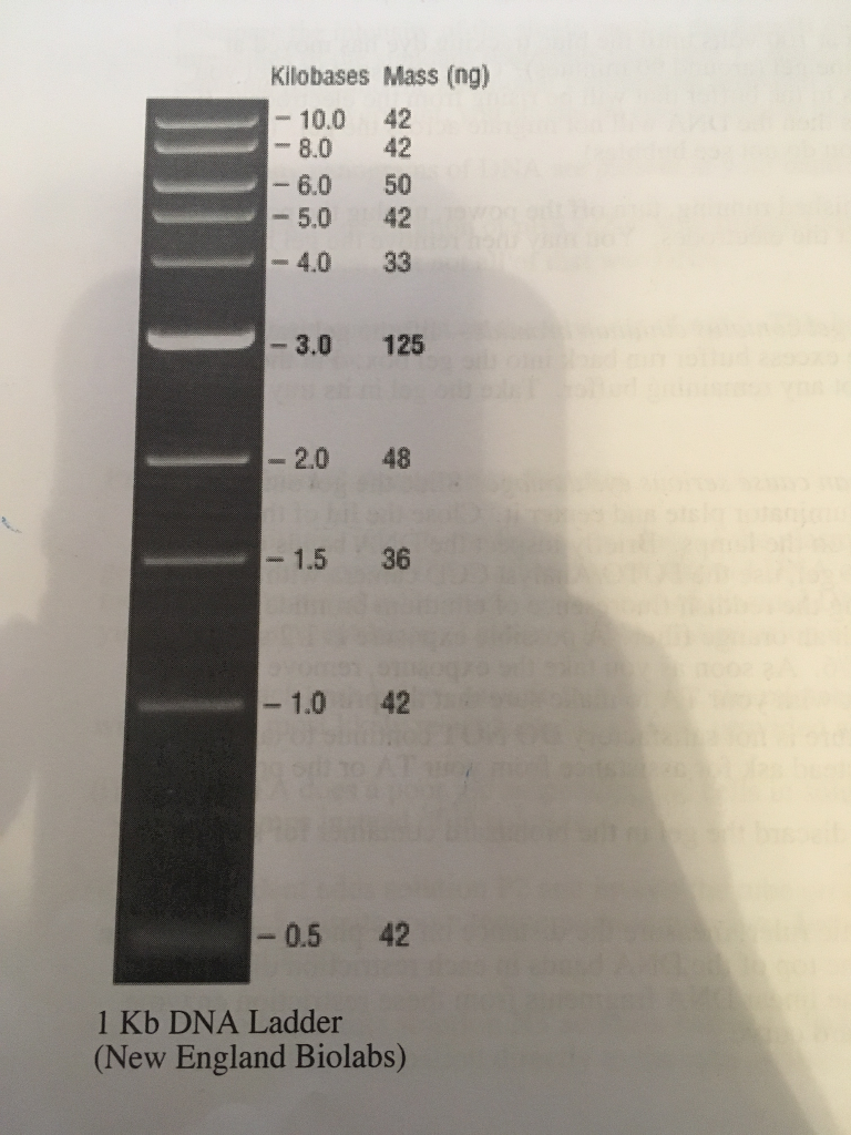 Solved What is the identity of Unknown Plasmid #1 cut | Chegg.com