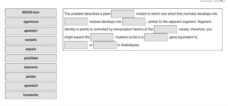 Solved MADS-box agamous apetala1 The problem describes a | Chegg.com