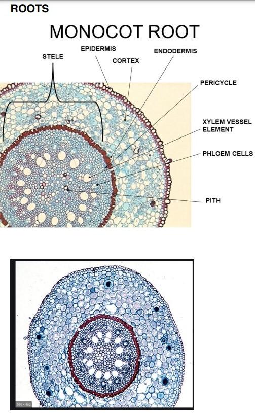 Solved 1 mm 100 3 2 5 475 256 ROOTS MONOCOT ROOT EPIDERMIS | Chegg.com