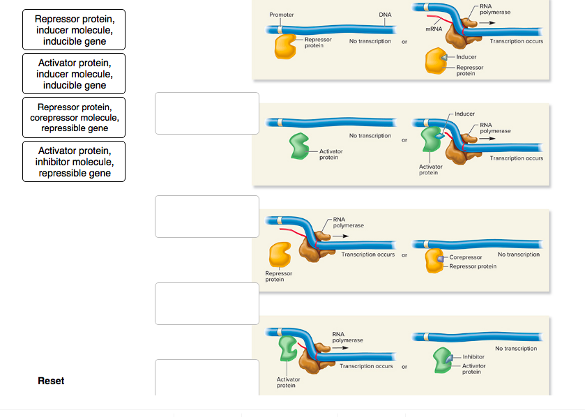 Solved RNA polymerase Promoter DNA mRNA Repressor protein No | Chegg.com