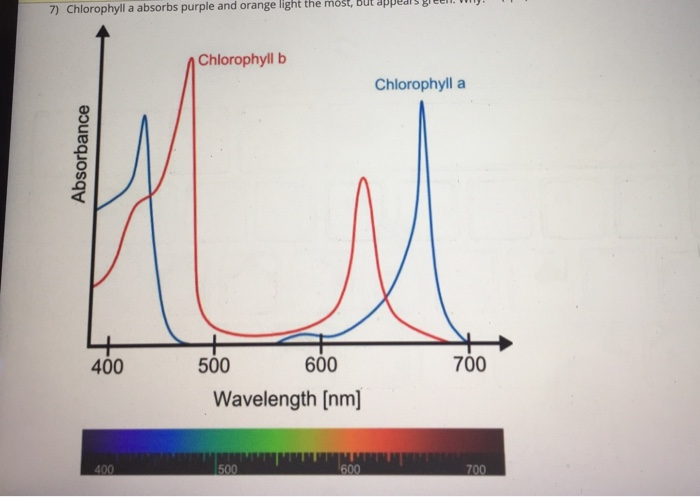 Solved 7) Chlorophyll a absorbs purple and orange light the | Chegg.com
