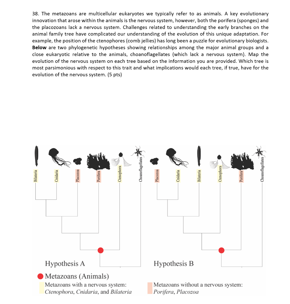 38. The metazoans are multicellular eukaryotes we | Chegg.com