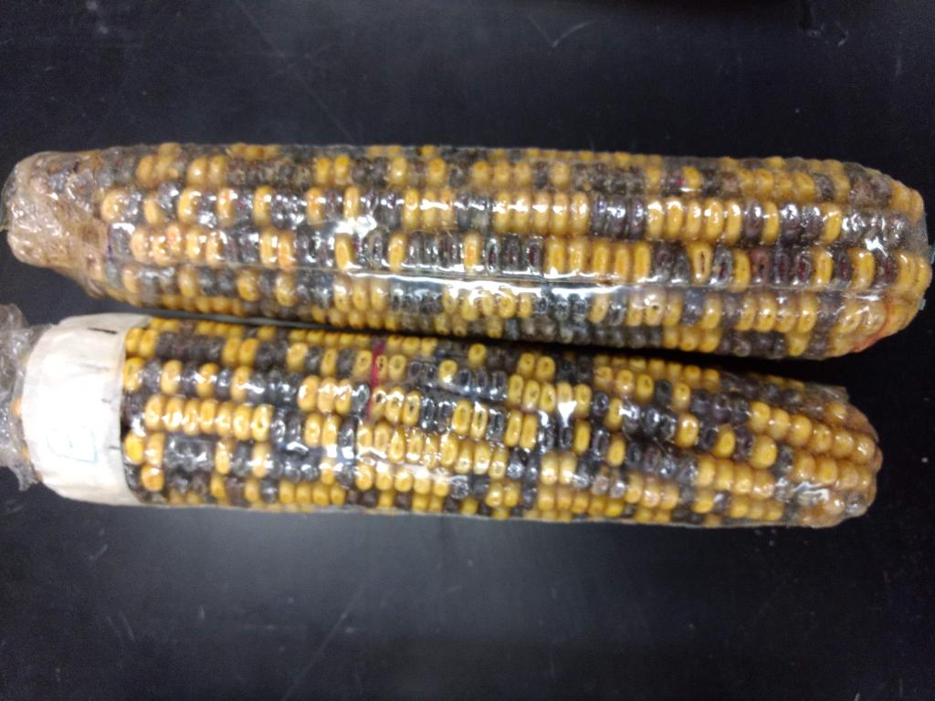 Solved Count 100 kernels on each of the different types of | Chegg.com