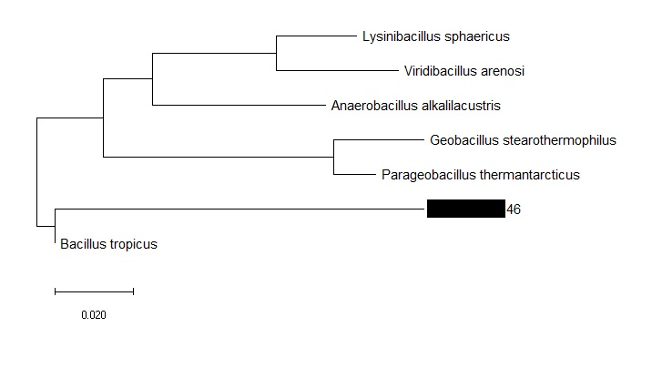 Solved From this phylogenetic tree, I'm trying to determine | Chegg.com