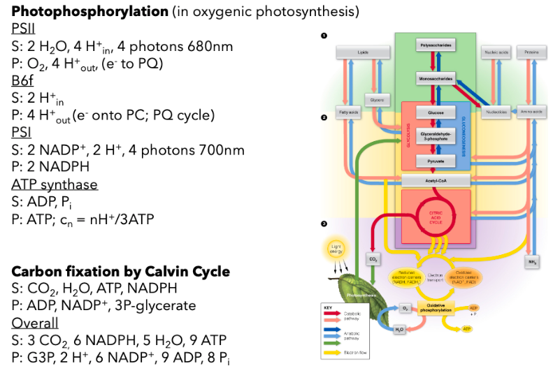 Solved Algae are oxygenic photosynthetic organisms (that | Chegg.com