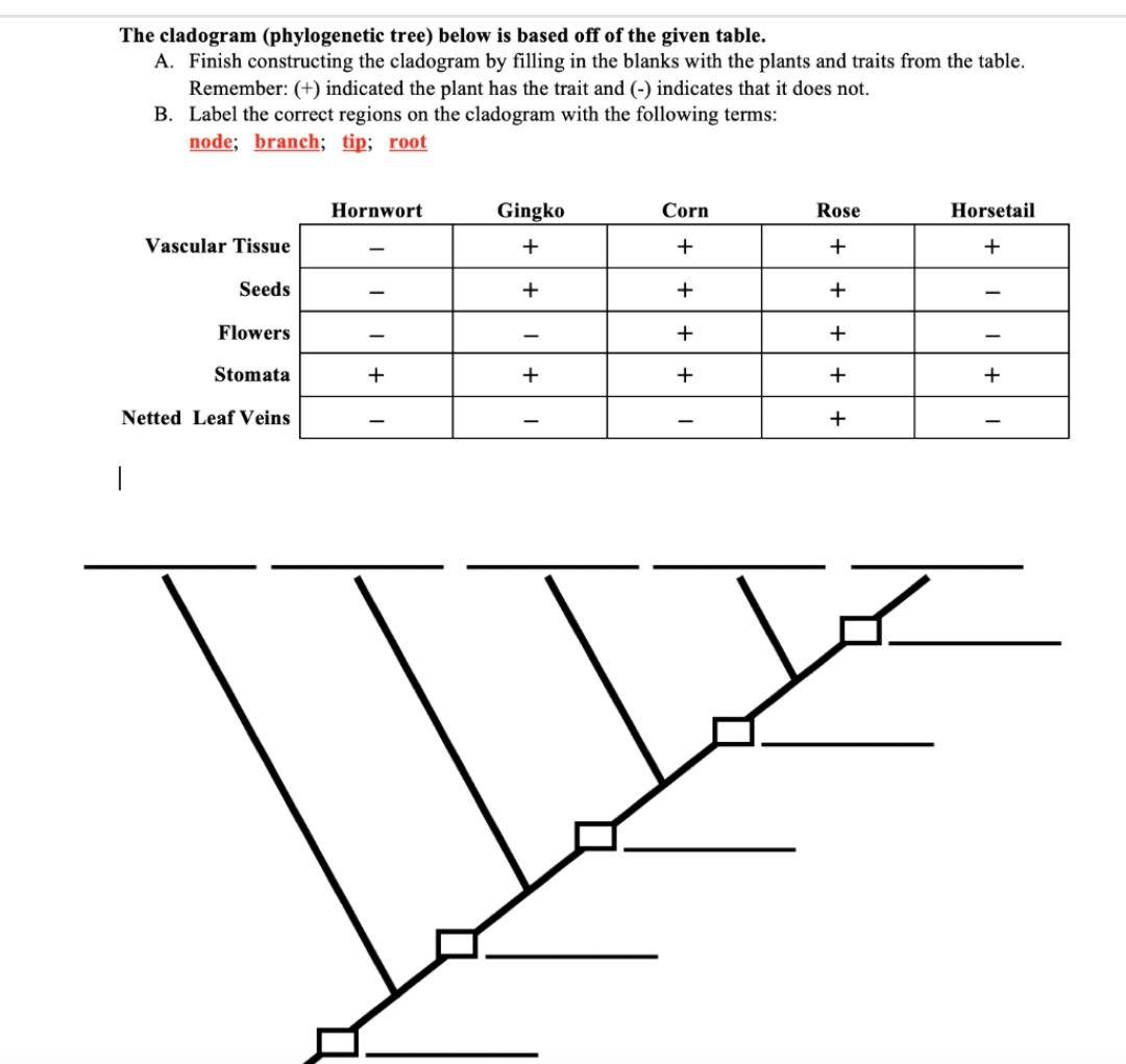 Solved The cladogram (phylogenetic tree) below is based off | Chegg.com