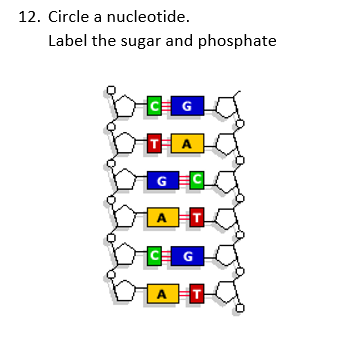 12. Circle a nucleotide. Label the sugar and | Chegg.com