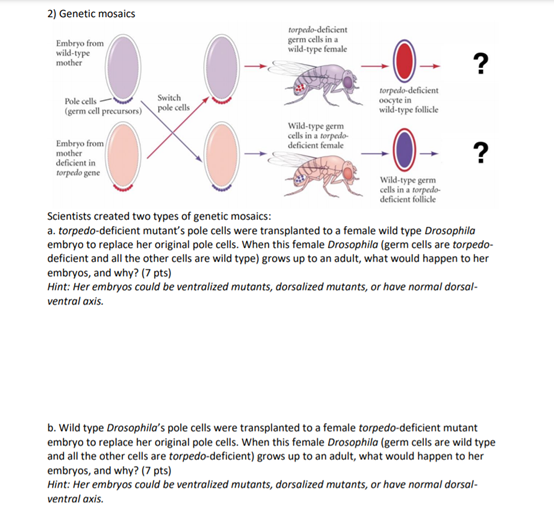 Solved 2) Genetic mosaics Embryo from wild-type mother | Chegg.com