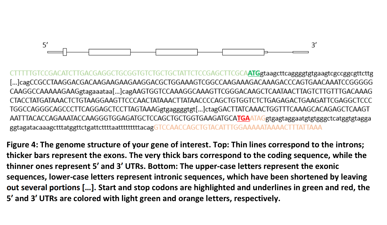 What are the two gene expression steps and their | Chegg.com