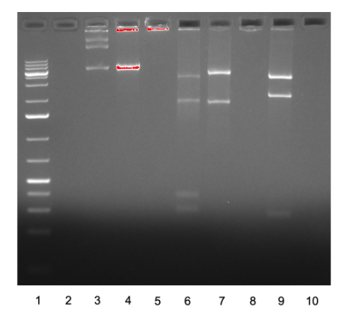 Solved Lane 1 is the molecular weight ladder from Thermo | Chegg.com