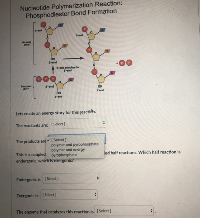 Solved Nucleotide Polymerization Reaction: Phosphodiester | Chegg.com