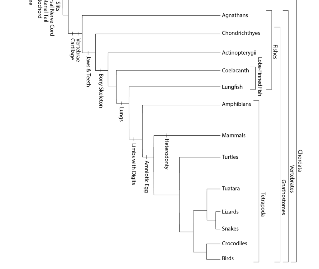 Actinopterygii Phylogenetic Tree
