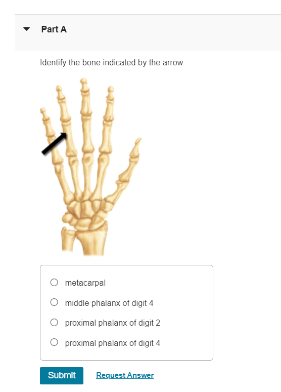 Solved Identify the bone indicated by the arrow. metacarpal | Chegg.com