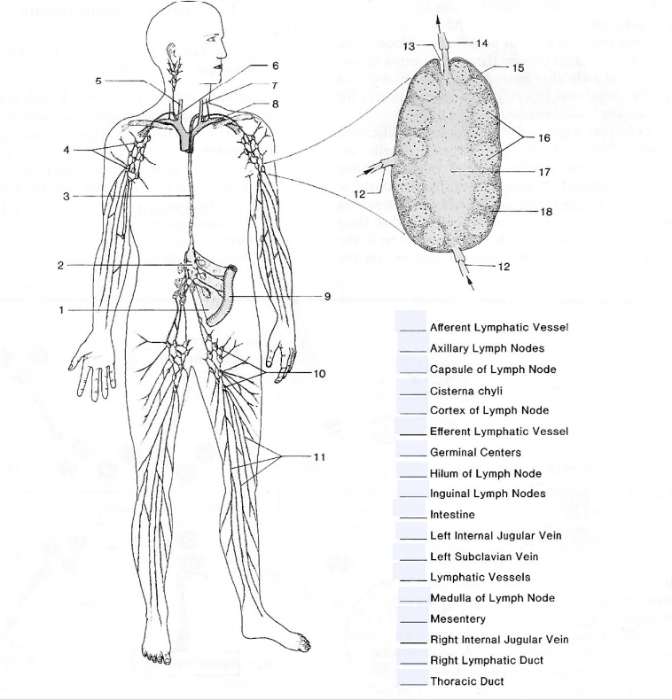 Please help with labeling about the lymphatic system. | Chegg.com