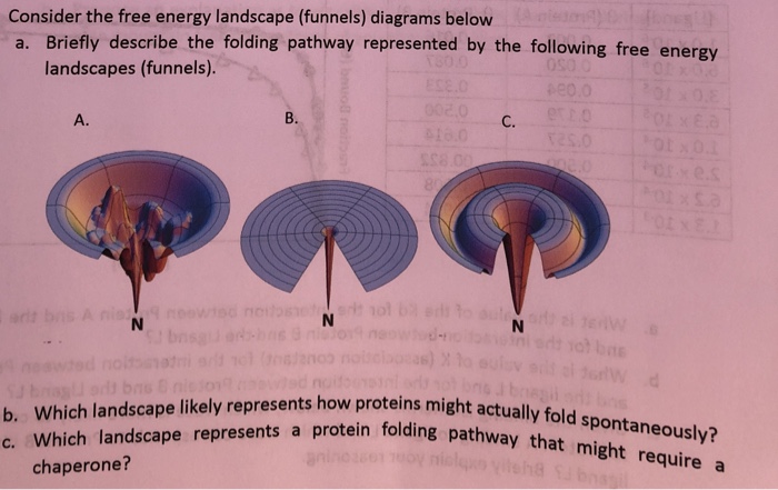 Solved Consider the free energy landscape (funnels) diagrams | Chegg.com